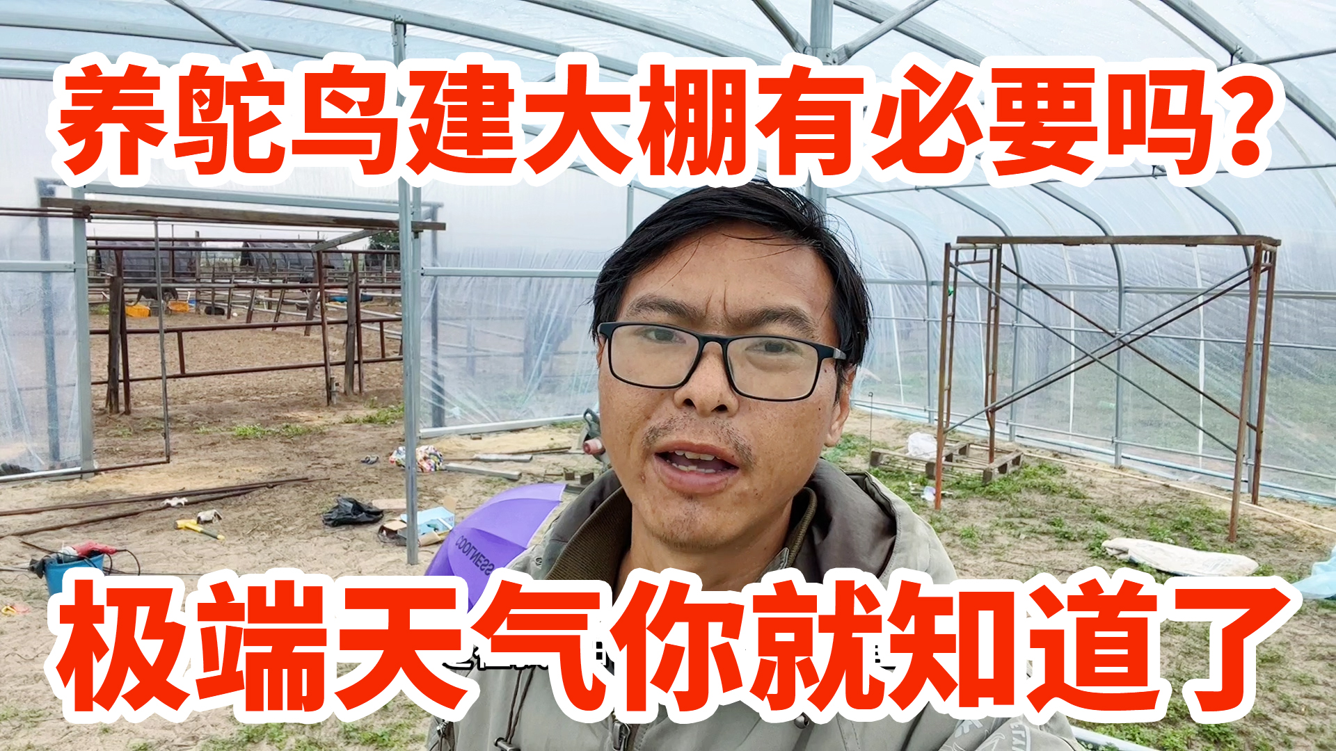 养鸵鸟建大棚有必要吗?正常谁都能养,极端天气你就知道它重要了