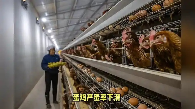 蛋鸡产蛋率下降的原因