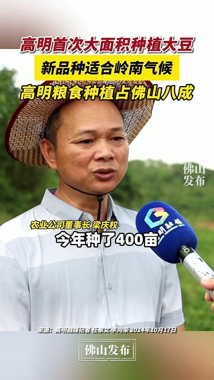 高明首次大面积种植大豆,新品种适合岭南气候。高明粮食种植占佛山...