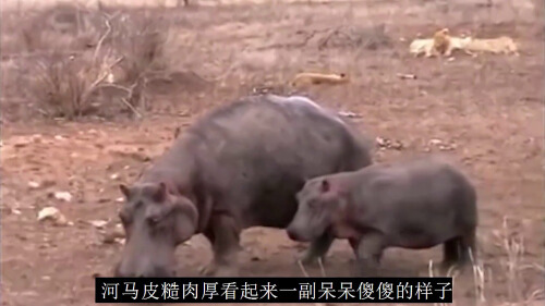狂暴狮群袭击河马母子,厚实表皮简直太难啃了,结局反转太惊人!