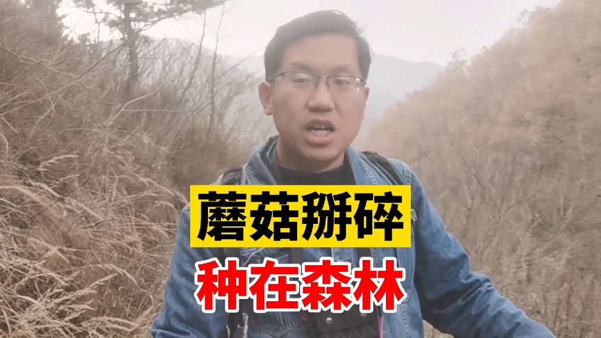 蘑菇掰碎,种植森林里能长出来吗