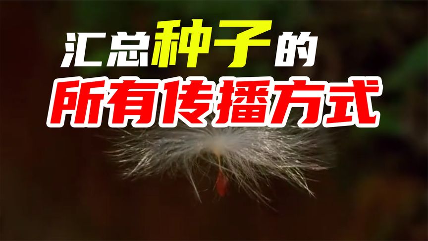 种子的传播方式有哪些?汇总所有传播方式,了解植物的神奇!
