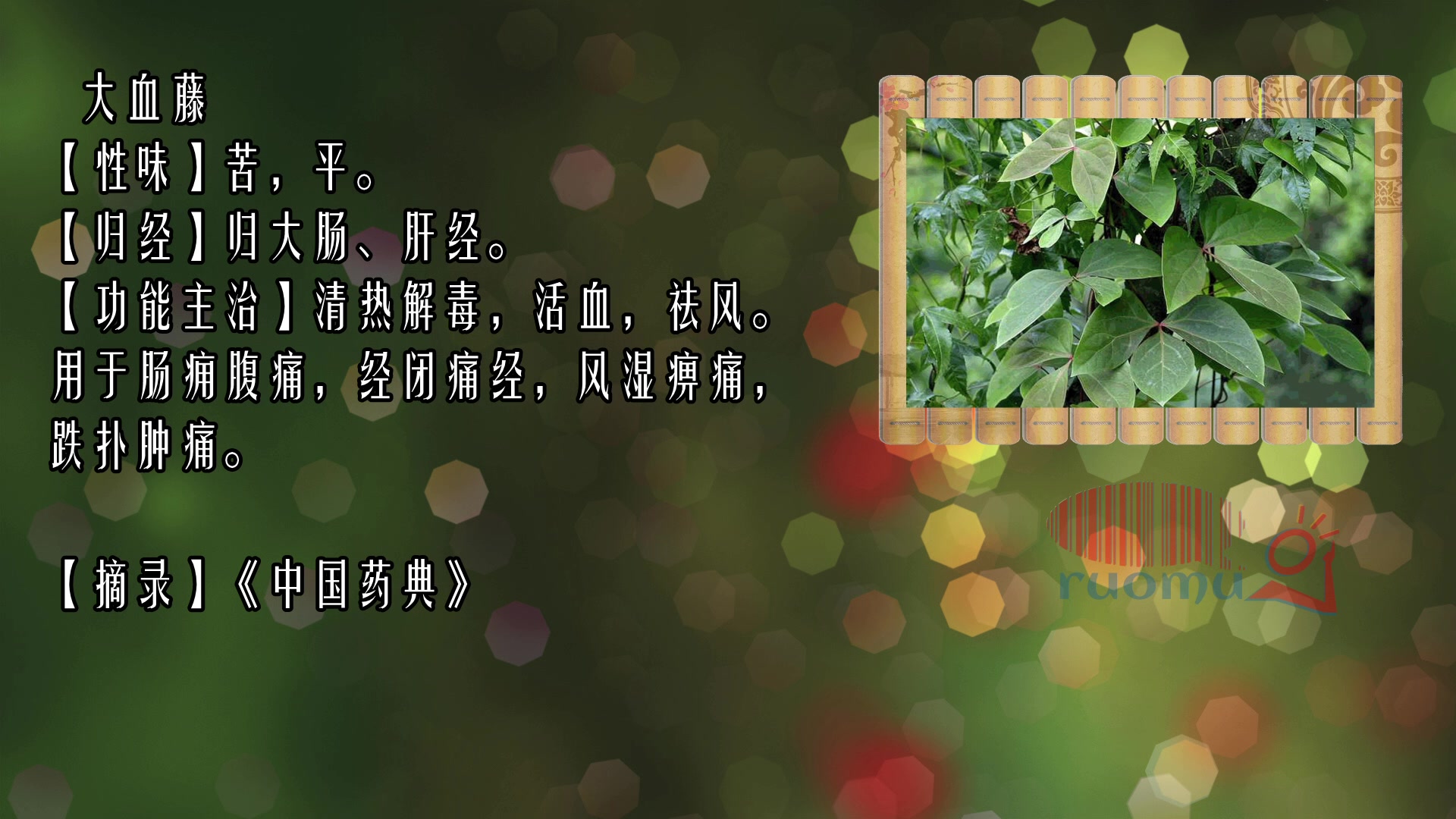 中医药材-大血藤