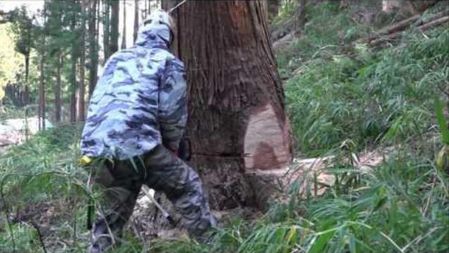 实拍日本工人森林砍伐参天大树!