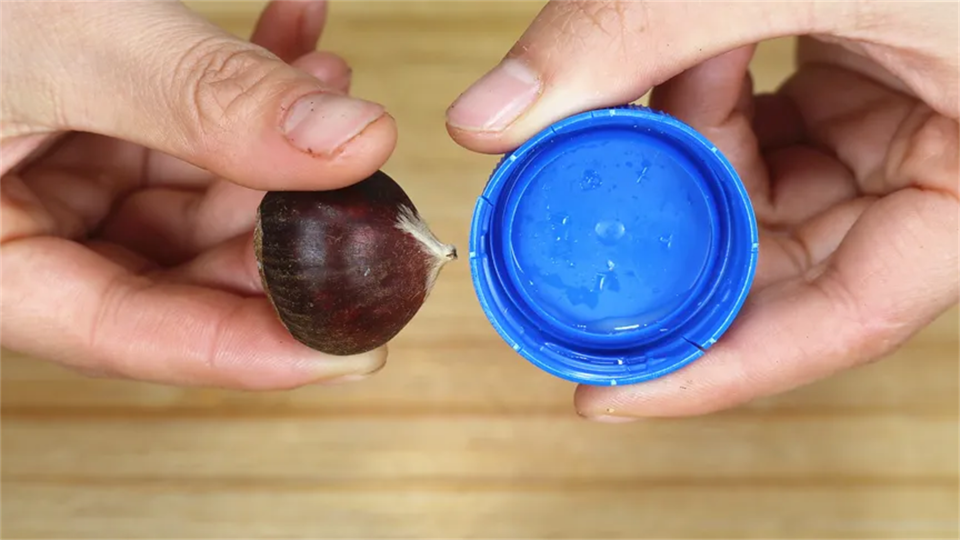 板栗开口别再用刀切,找1个瓶盖,一秒一个,方法太实用了