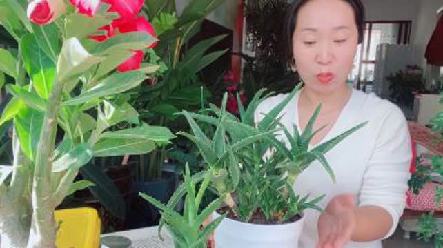 芦荟的养殖方法和注意事项