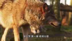 分享《狼王梦》-第一章 绝境分娩 一(1)作者:沈石溪