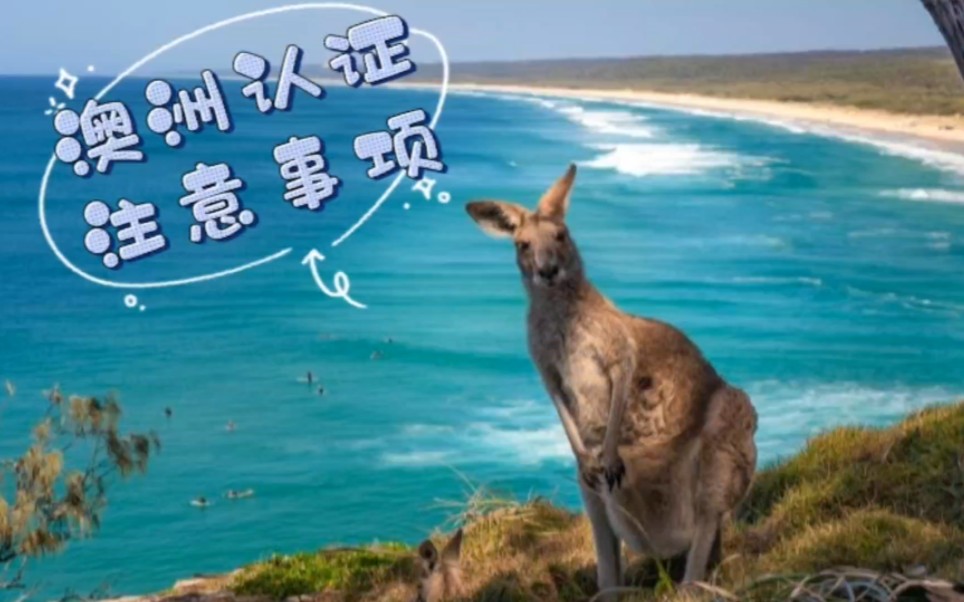产品出口澳洲,办理RCM认证有哪些注意事项?