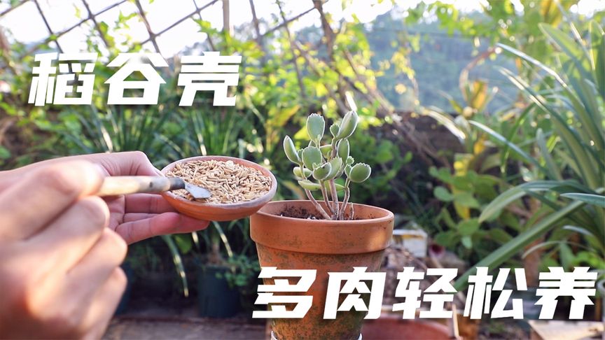 一把稻谷壳有妙用,撒在熊童子花盆里,长得胖嘟嘟