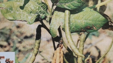 赤小豆:别名:红豆,野赤豆。豆科植物赤小豆的种子。一年生直立草本。...