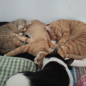 小猫咪的家 