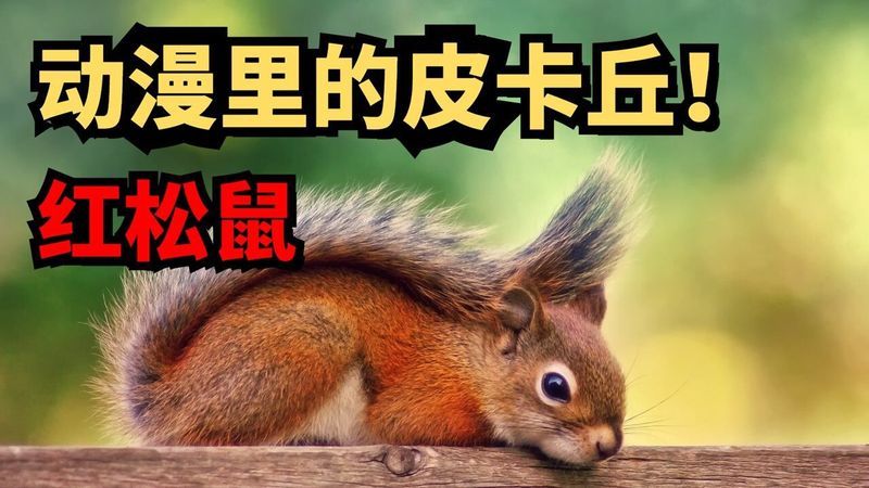 动漫中皮卡丘的原型--红松鼠
