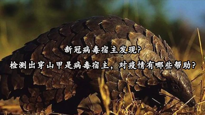 罪魁祸首将浮出水面?研究表明穿山甲有可能是新冠病毒宿主