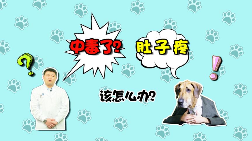 专业医生告诉你,狗狗吃这几种食物可能会中毒