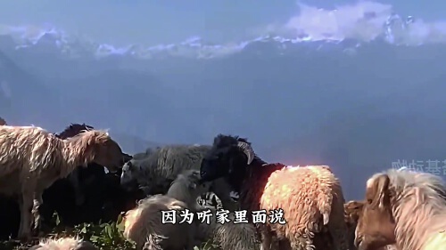 摘山羊荔枝,回家却发现居然变成了奇妙水果盛宴