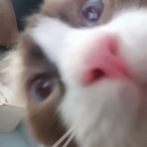 不会画画的梵低 