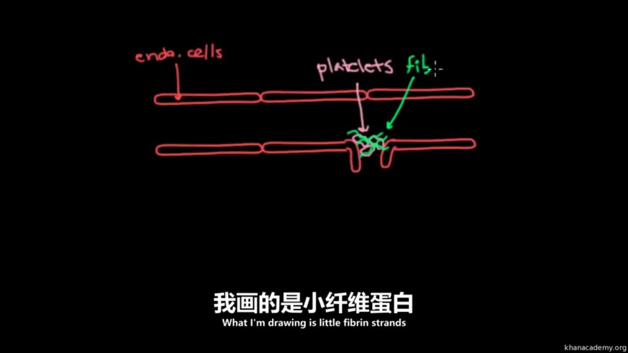 最好的凝血机制讲解之一(P2)