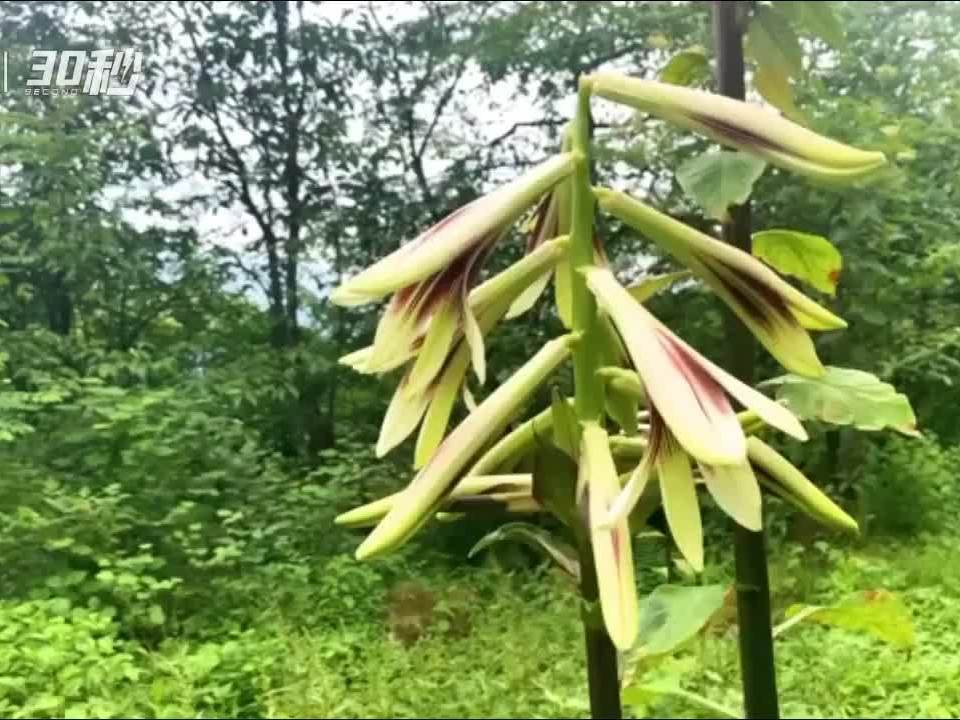 30秒 | 植树节,一段视频 带你"解锁"更绿四川