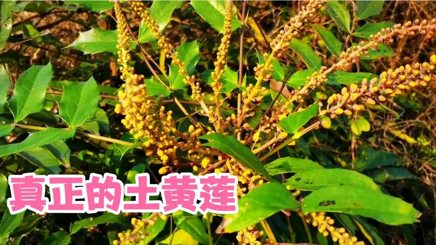黄莲全身都是宝,长相奇形怪状,人称十大功效,一碰就出血
