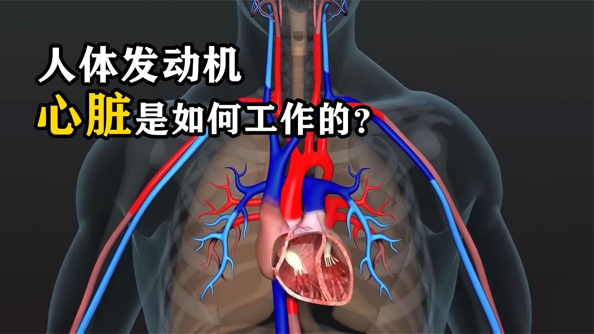 人体发动机,心脏到底有多强?揭秘人体循环系统的工作原理