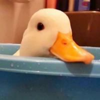 阿鸭带你看