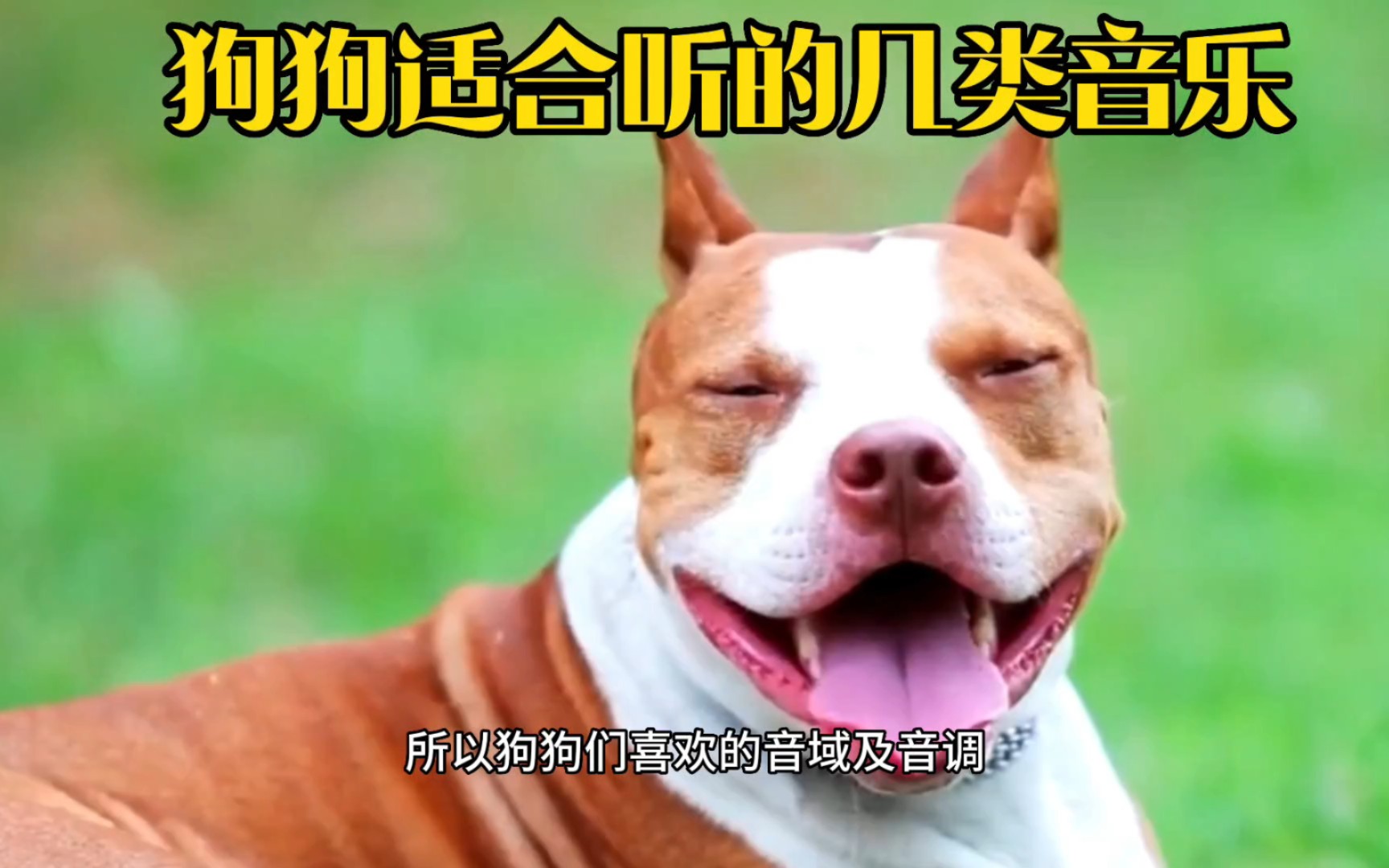 狗狗适合听的几类音乐