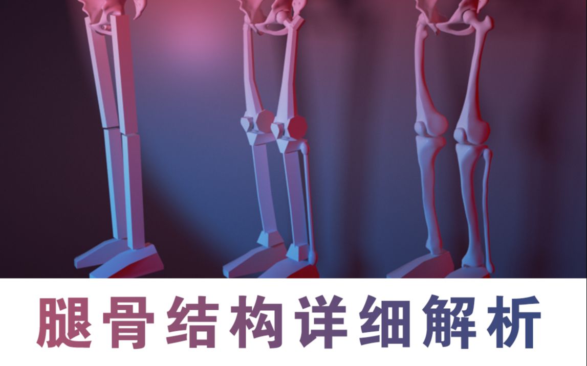 腿骨结构详细解析