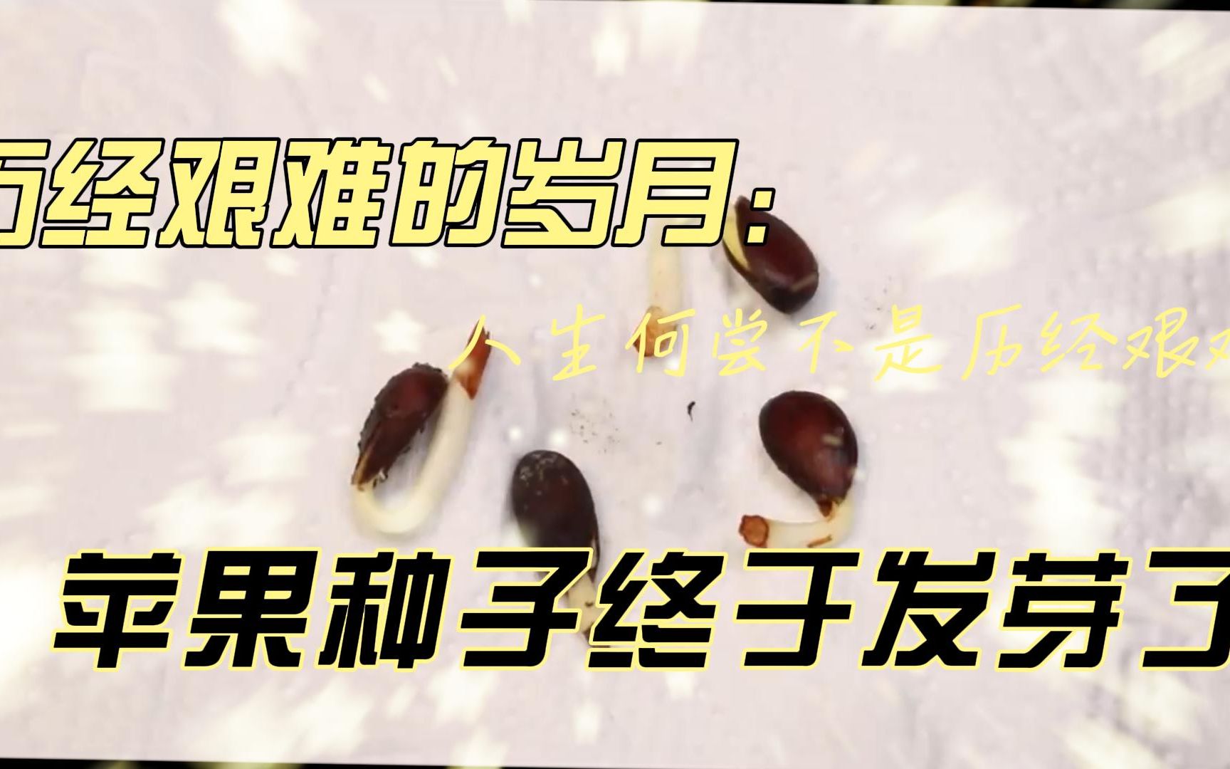 历经千般艰难,苹果种子终于发芽了