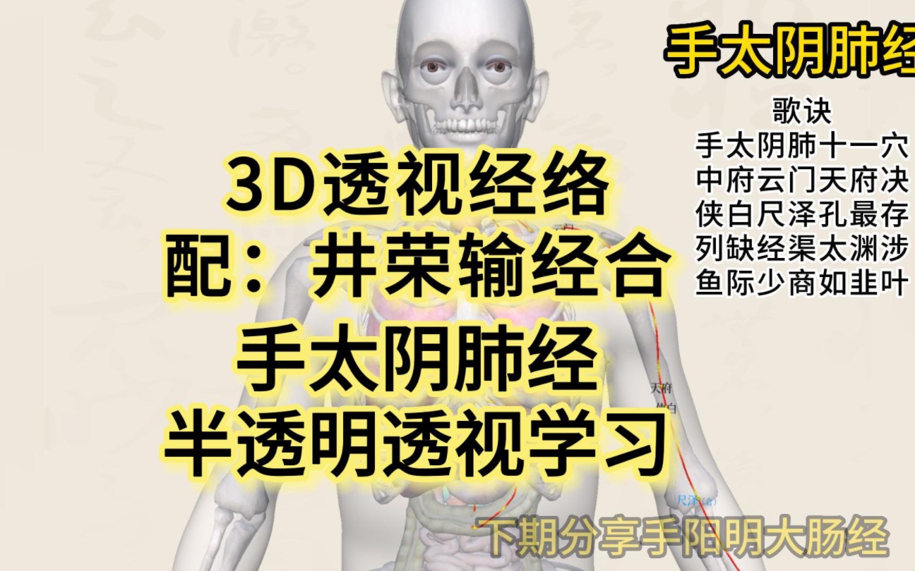 手太阴肺经3D经络巡行