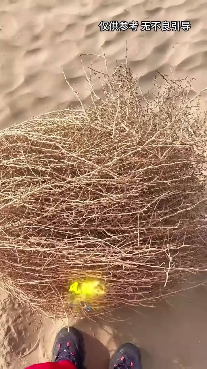 你可能在西部电影里见过这种东西在沙漠中滚动