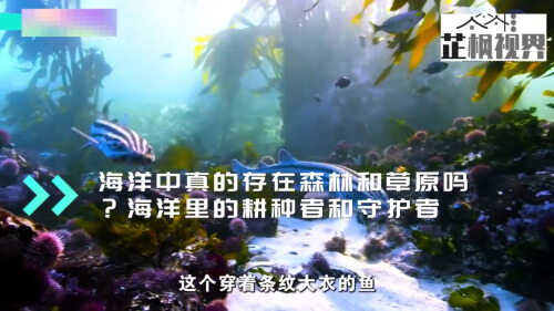 海洋中真的存在森林和草原吗?海洋里的耕种者和守护者