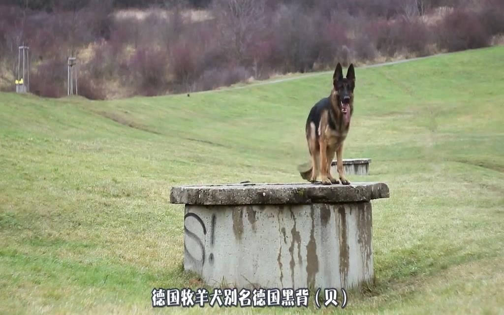 什么品种的狗狗最聪明?世界十大聪明犬种排名,你家的狗入围了吗