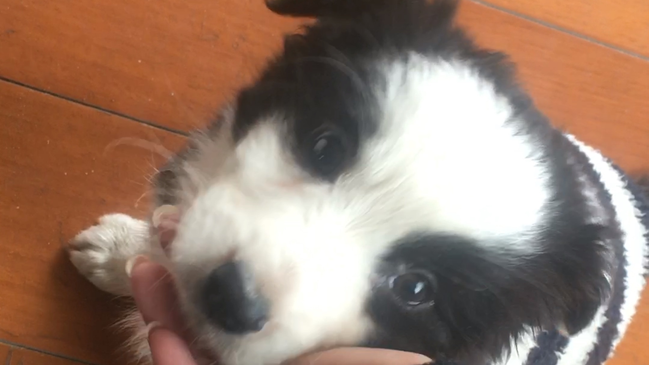 流浪小奶狗可怜患上犬瘟