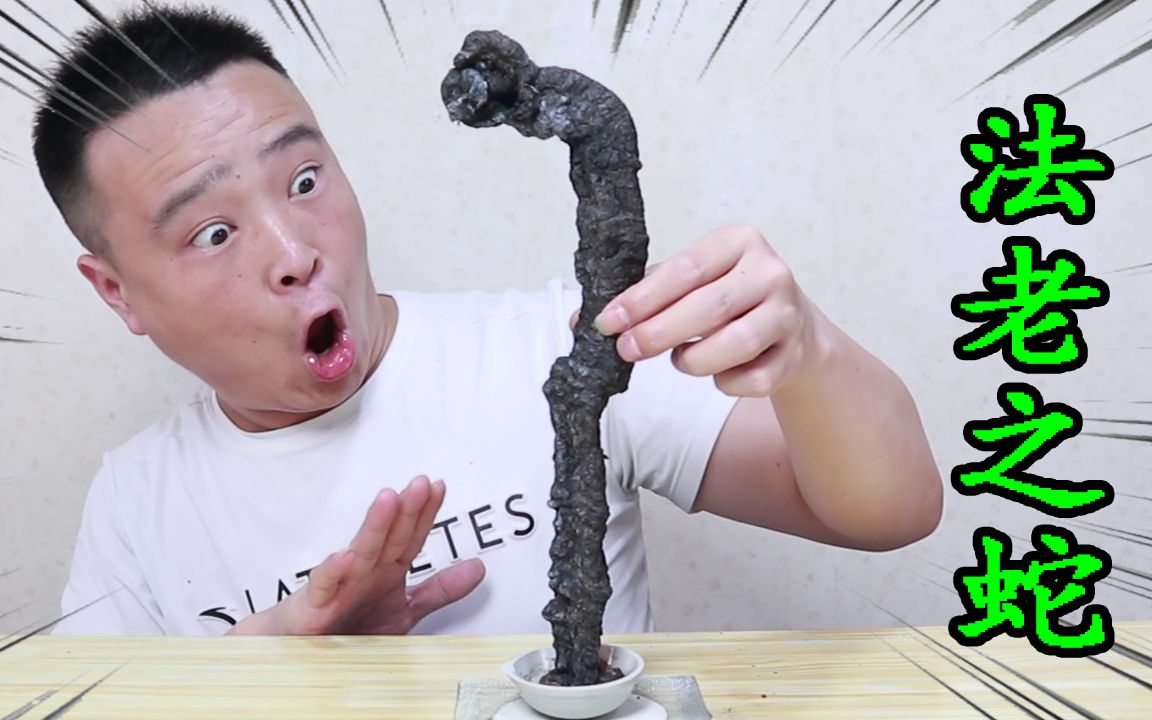 小浪哥试玩“法老之蛇”实验,一条巨蛇物体凭空生成,太神奇了!