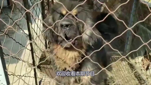 狼和藏獒谁更厉害?野狼误入村庄,以一敌六大战六只藏獒