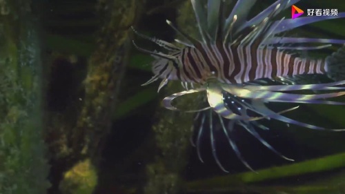 它们用胸鳍逼近猎物,展现惊人的捕猎技巧