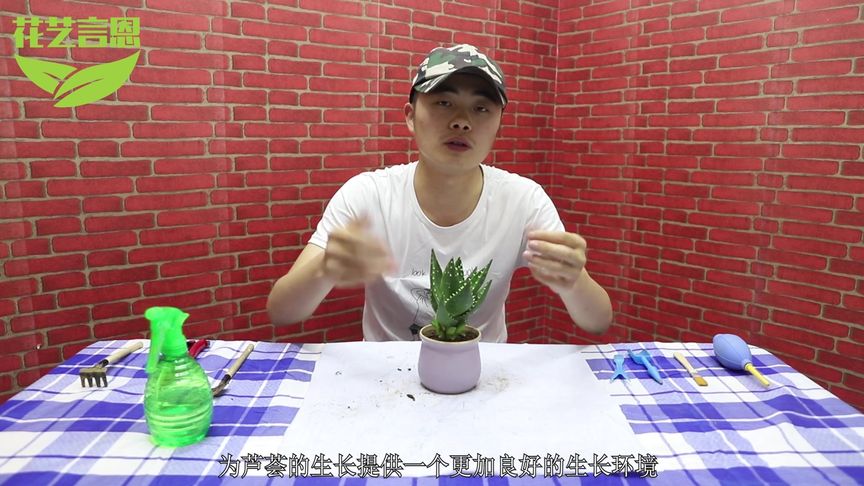 芦荟盆栽怎么养?养护大全都在这!