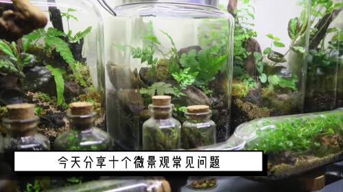 微景观养护十大问题,注意这些问题就能一直养护