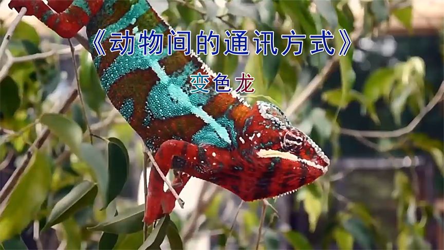 动物之间的沟通方式--变色龙 变色龙是怎么进行交流的呢?