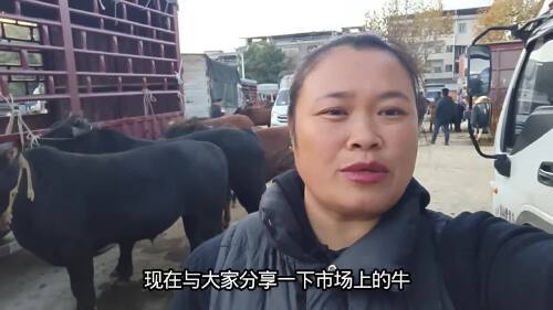 牛市爆发!今日肉牛价格全解析,看看你的牛值多少钱