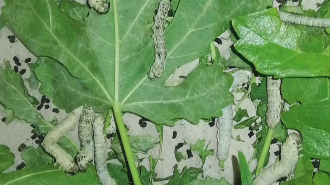 蚕宝宝吃桑叶啦。幸福感爆棚。