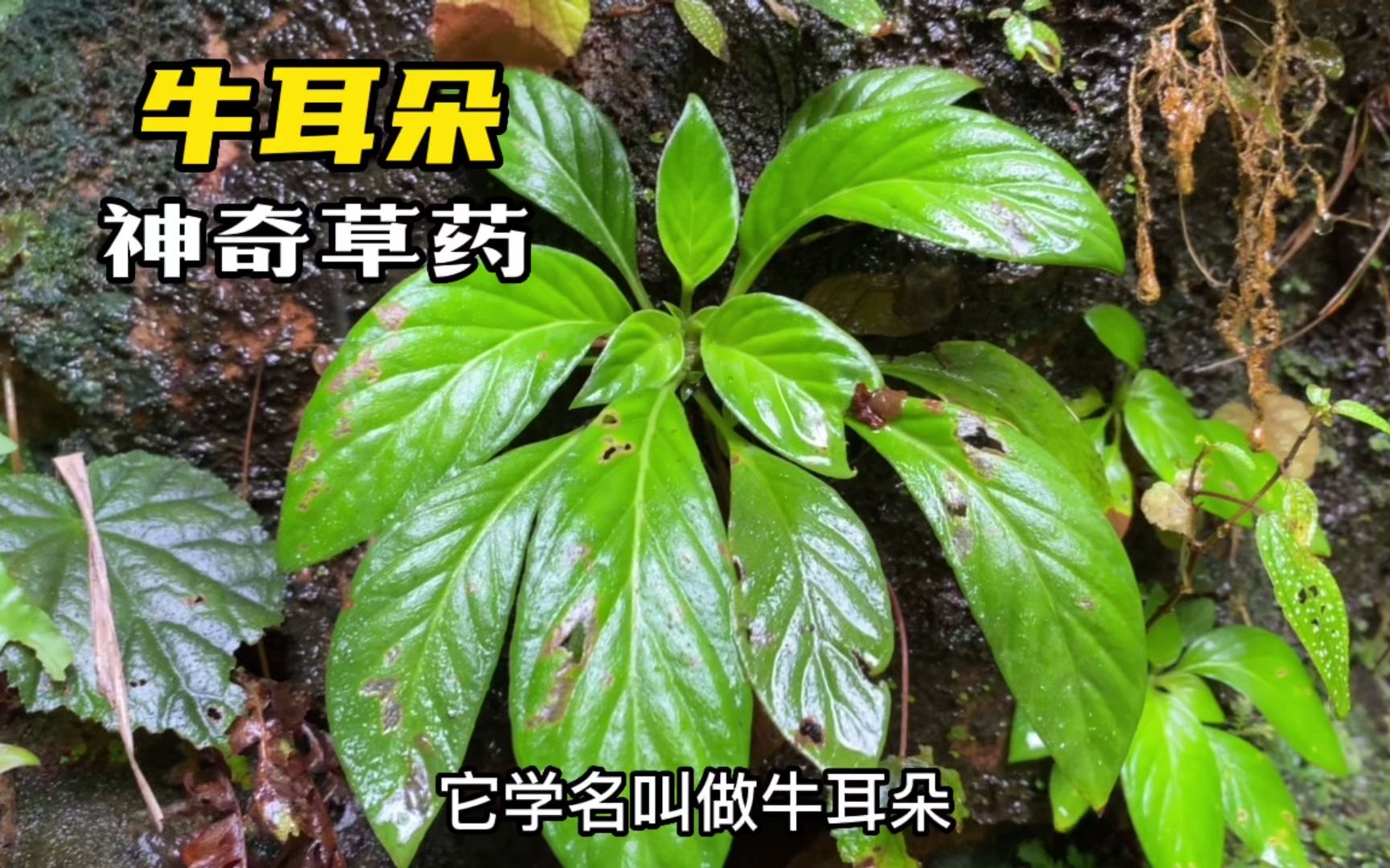 中草药牛耳朵又名“石三七”,有什么价值和作用?一起来认识