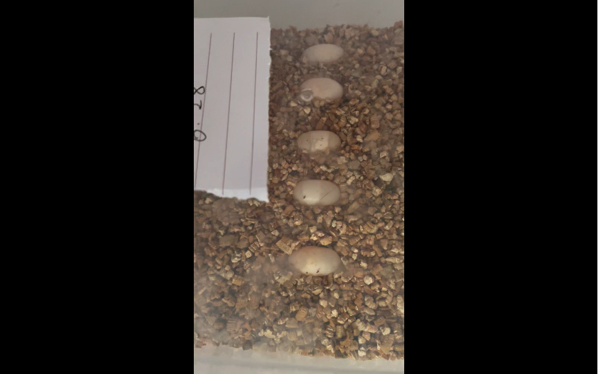 近期捡了一些蛋,其中有两个果核受精蛋,记录一下!