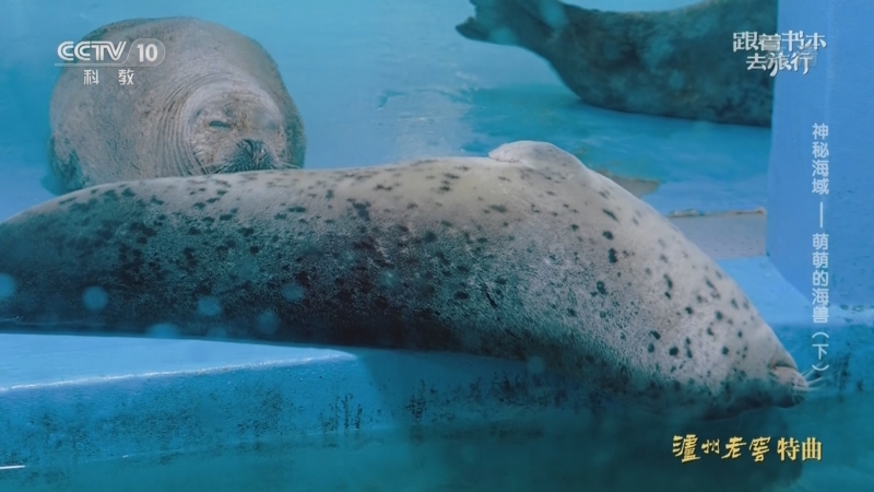 《跟着书本去旅行》 20220518 神秘海域——萌萌的海兽(下)