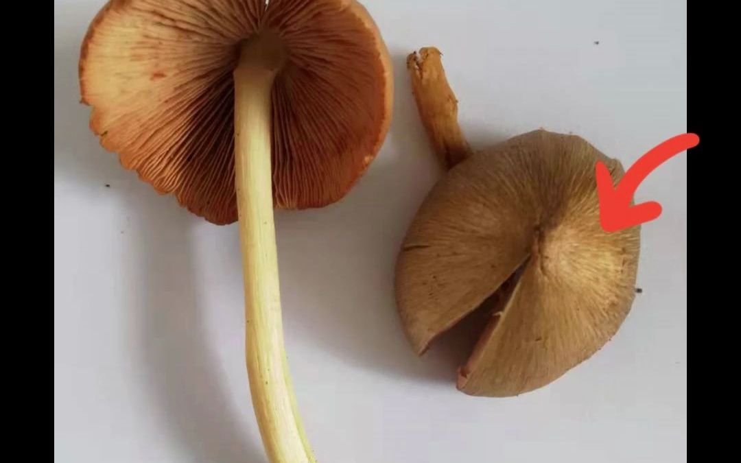 李海蛟博士带您了解毒蘑菇——近江粉褶菌