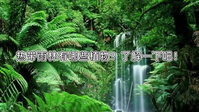 热带雨林有哪些植物?了解一下吧!
