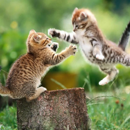 一只懒猫喵喵嗷 