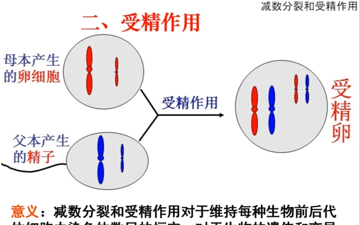 【录课】减数分裂和受精作用