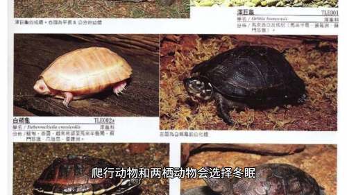 小动物过冬的方法有哪些?