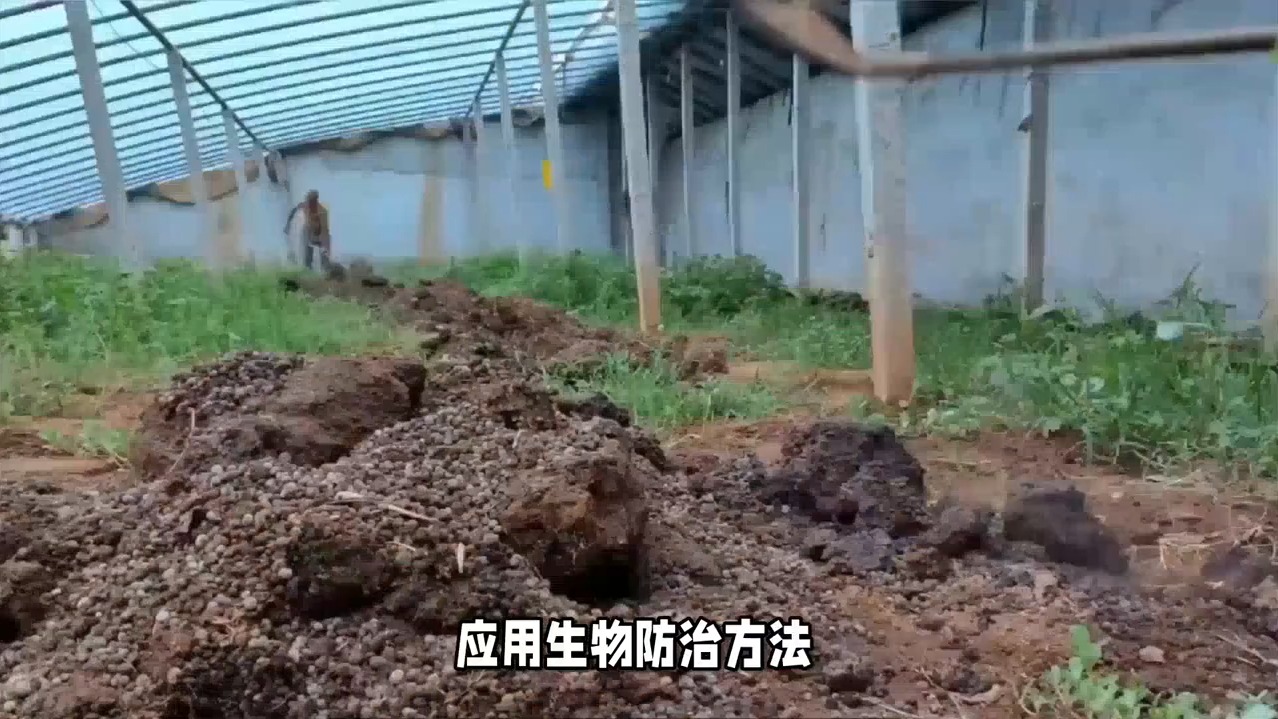 什么是绿豆?绿豆在生长过程中有什么常见病害?小荟带来全面防控技术